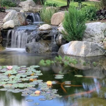 How Can Aquatic Plants Elevate Your Custom Pond Design In New York ...